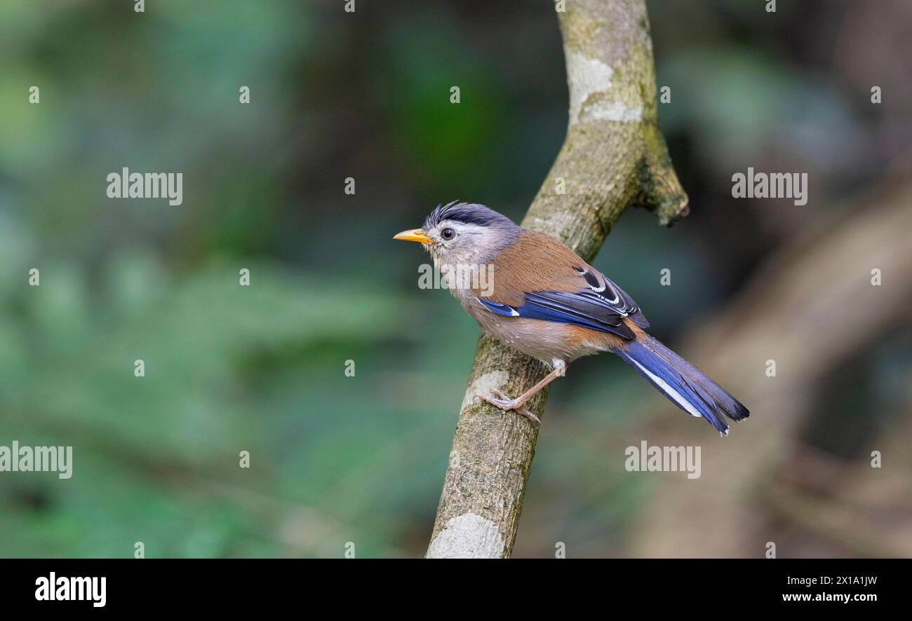 Blue winged minla minla cyanouroptera hi-res stock photography and ...