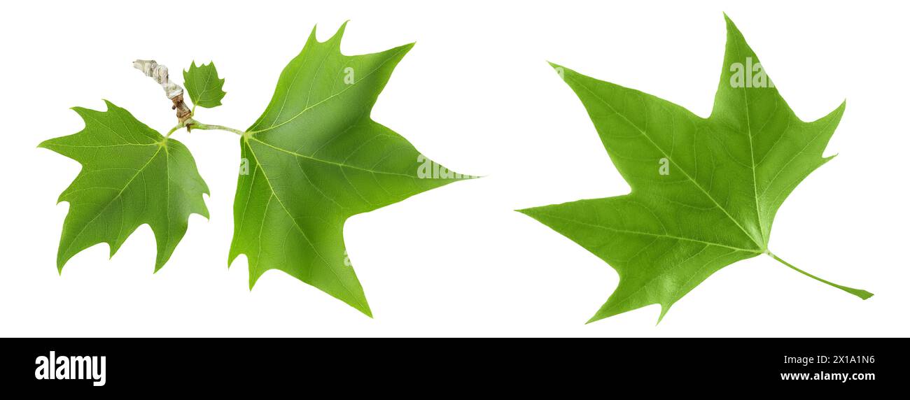 Platanus tree, sycamore leave isolated on white background. Top view ...