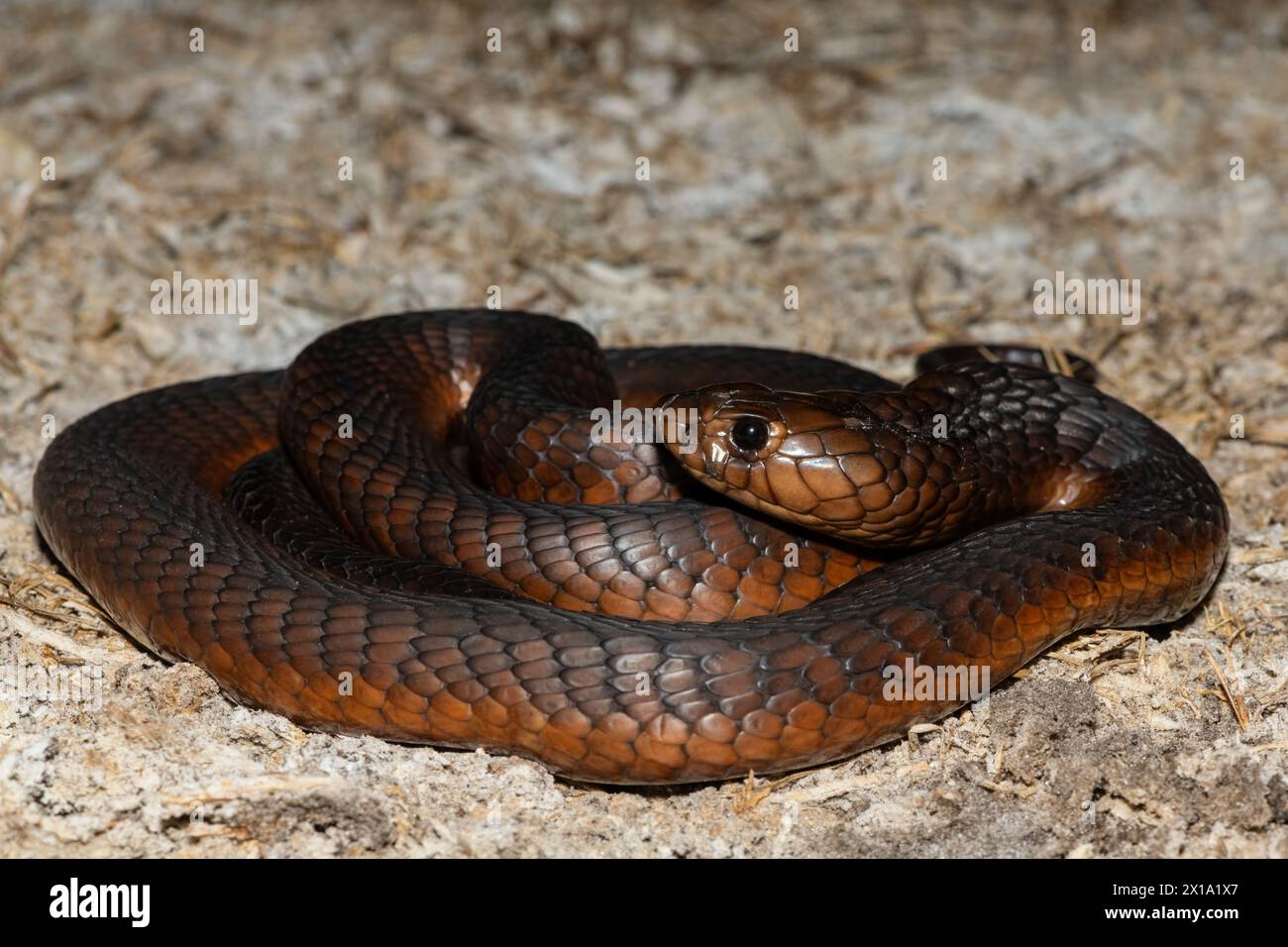 A highly venomous Anchieta’s Cobra (Naja anchietae) active in the wild ...