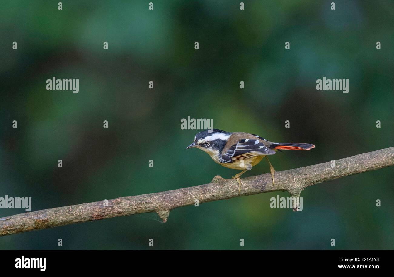 Buxa Tiger Reserve, West Bengal, India. Red-tailed Minla, Minla ...