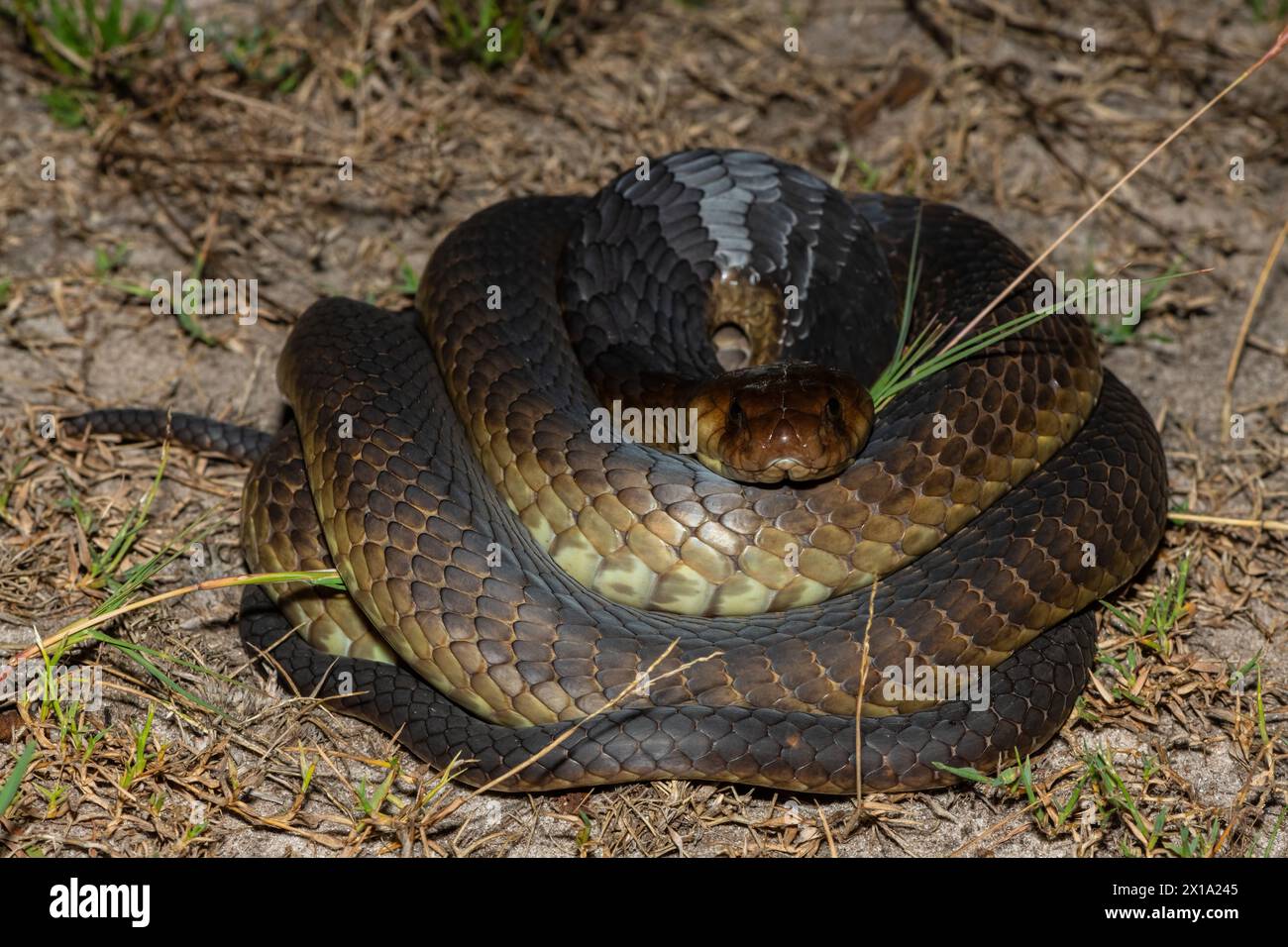 Naja naja reptile snake hi-res stock photography and images - Alamy