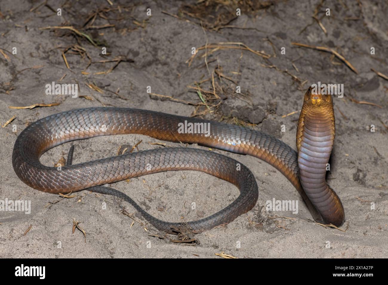 A highly venomous Anchieta’s Cobra (Naja anchietae) displaying its ...
