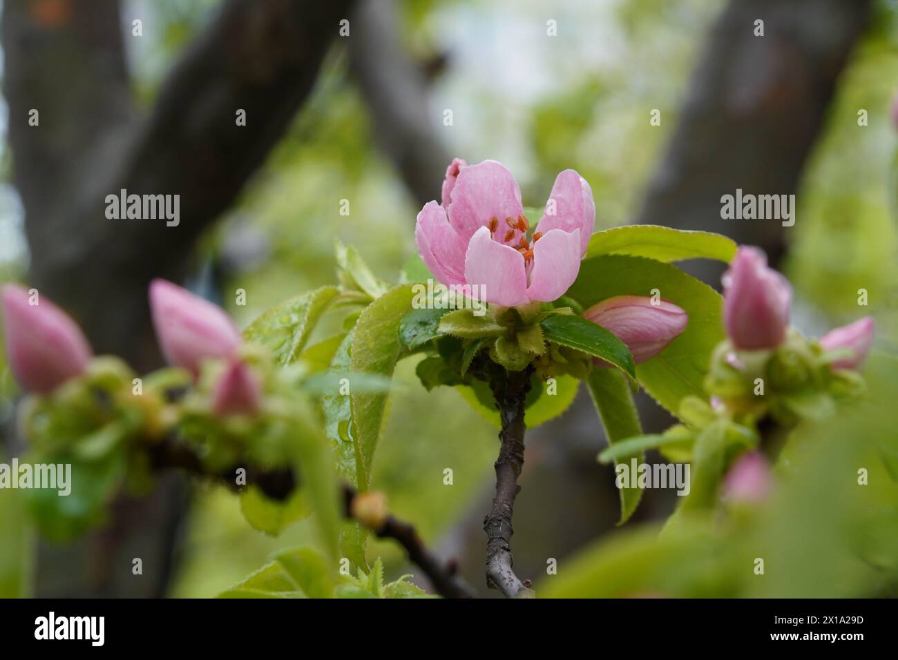 Flowering branch of an Chinese flowering-quince tree with pink flowers ...