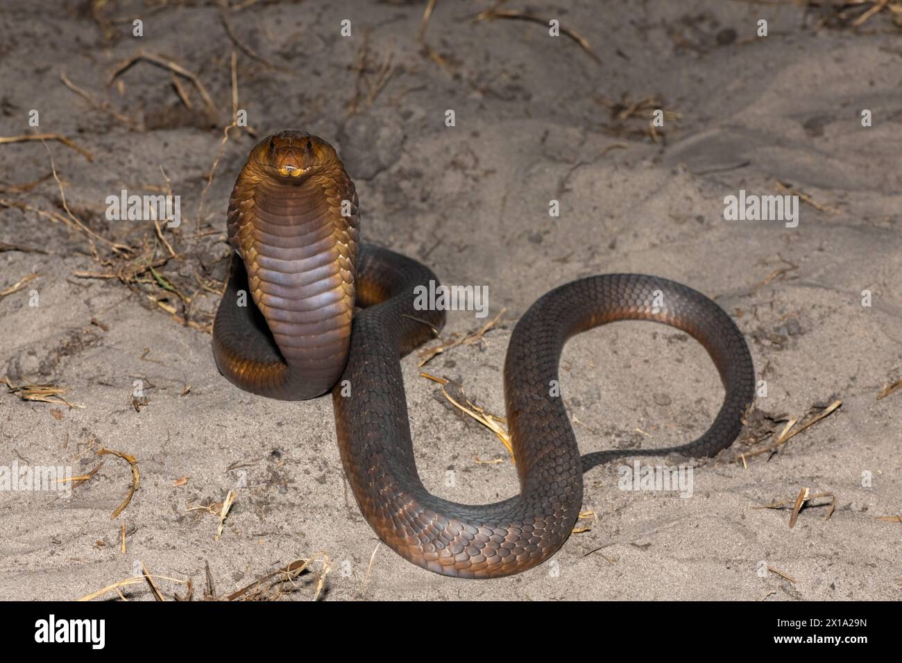 A highly venomous Anchieta’s Cobra (Naja anchietae) displaying its ...
