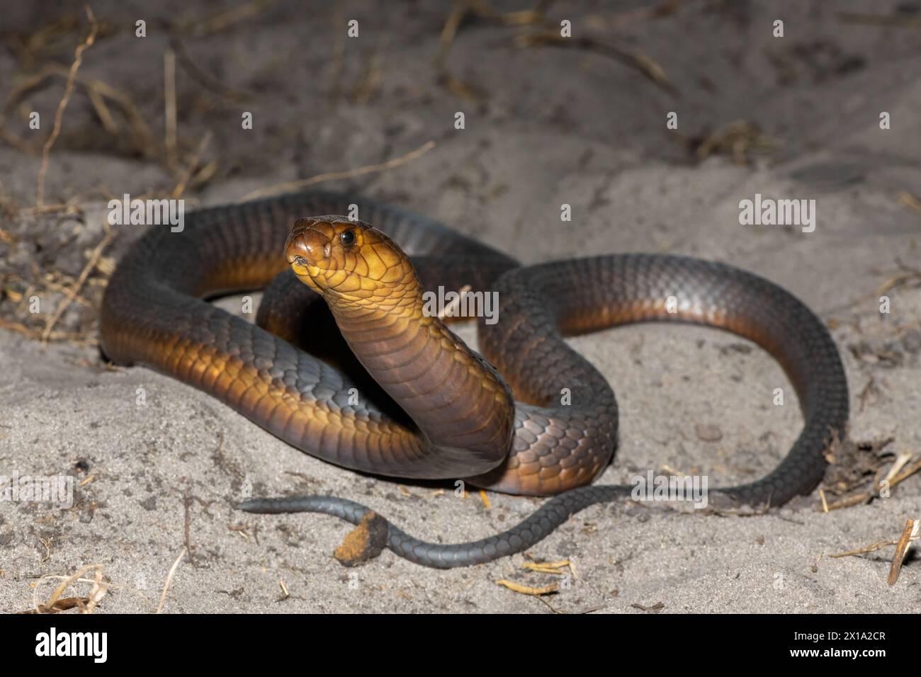 A highly venomous Anchieta’s Cobra (Naja anchietae) displaying its ...