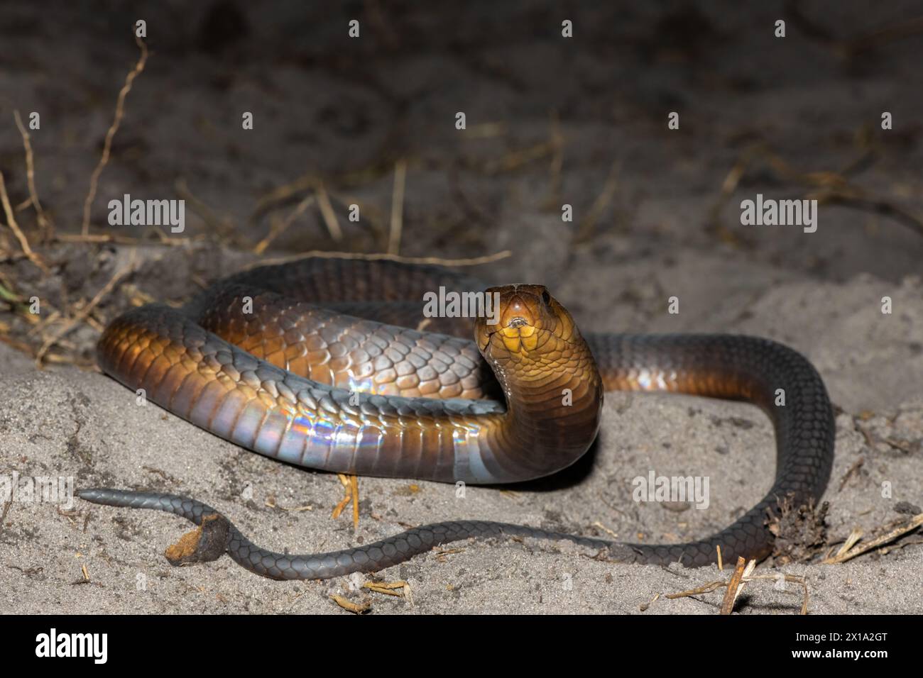 A highly venomous Anchieta’s Cobra (Naja anchietae) displaying its ...