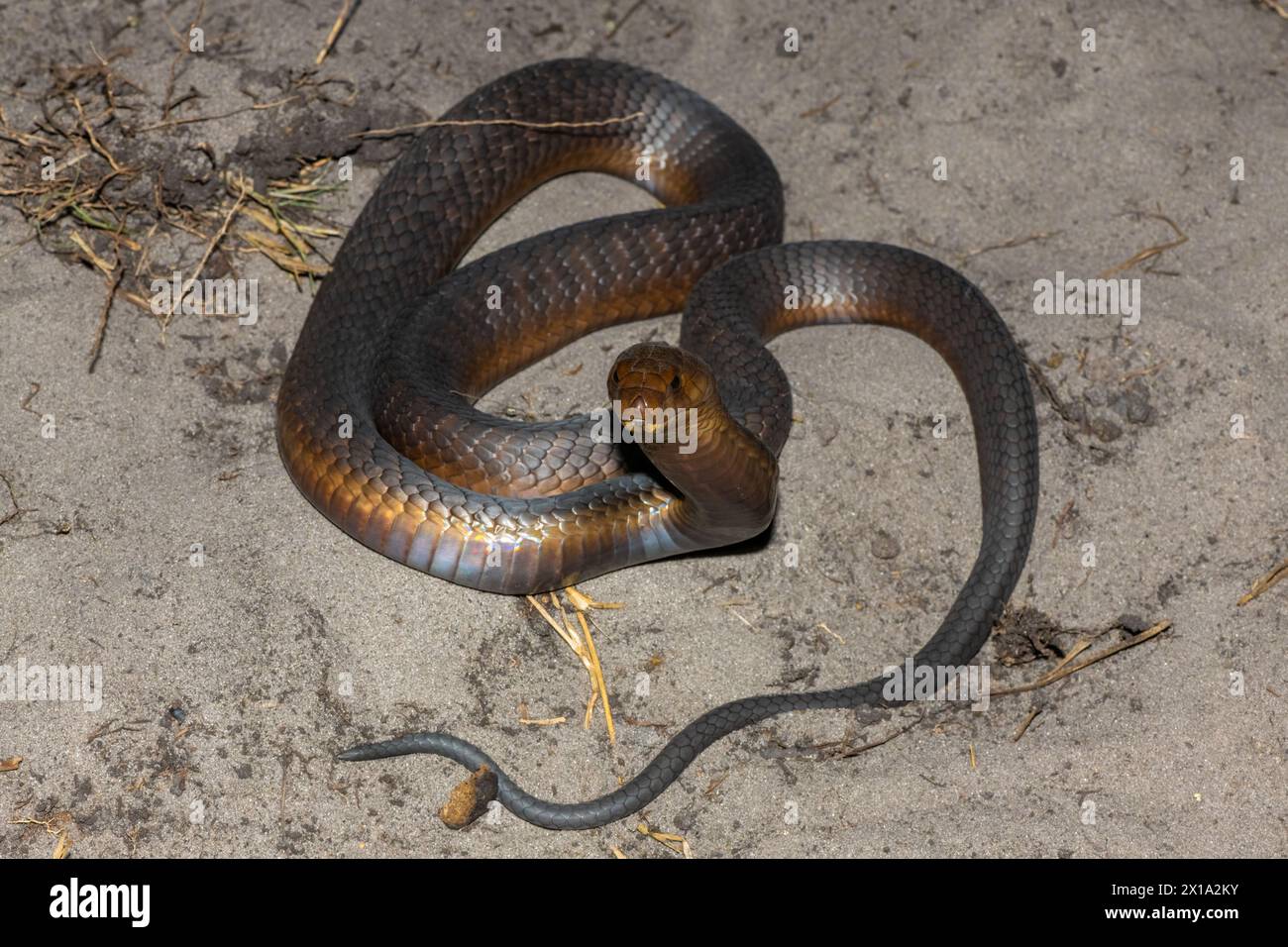 A highly venomous Anchieta’s Cobra (Naja anchietae) displaying its ...