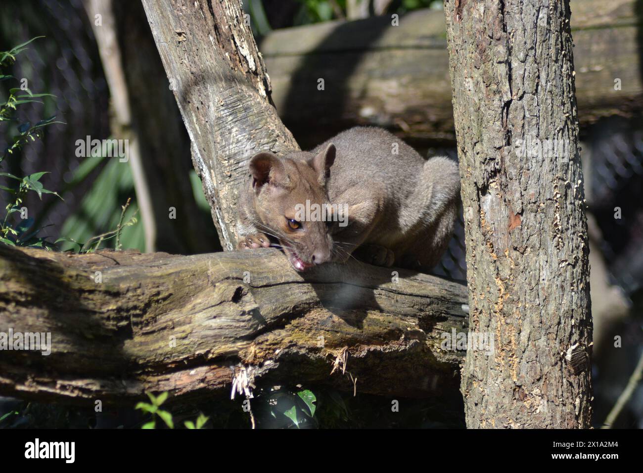 Fossa is sitting on the tree Stock Photo - Alamy