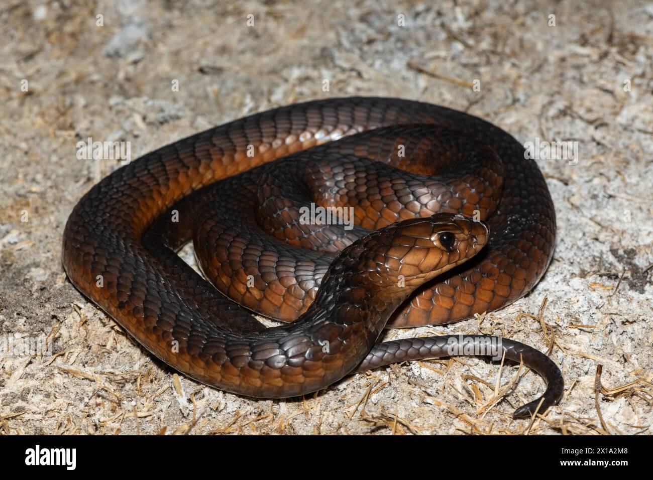A highly venomous Anchieta’s Cobra (Naja anchietae) active in the wild ...
