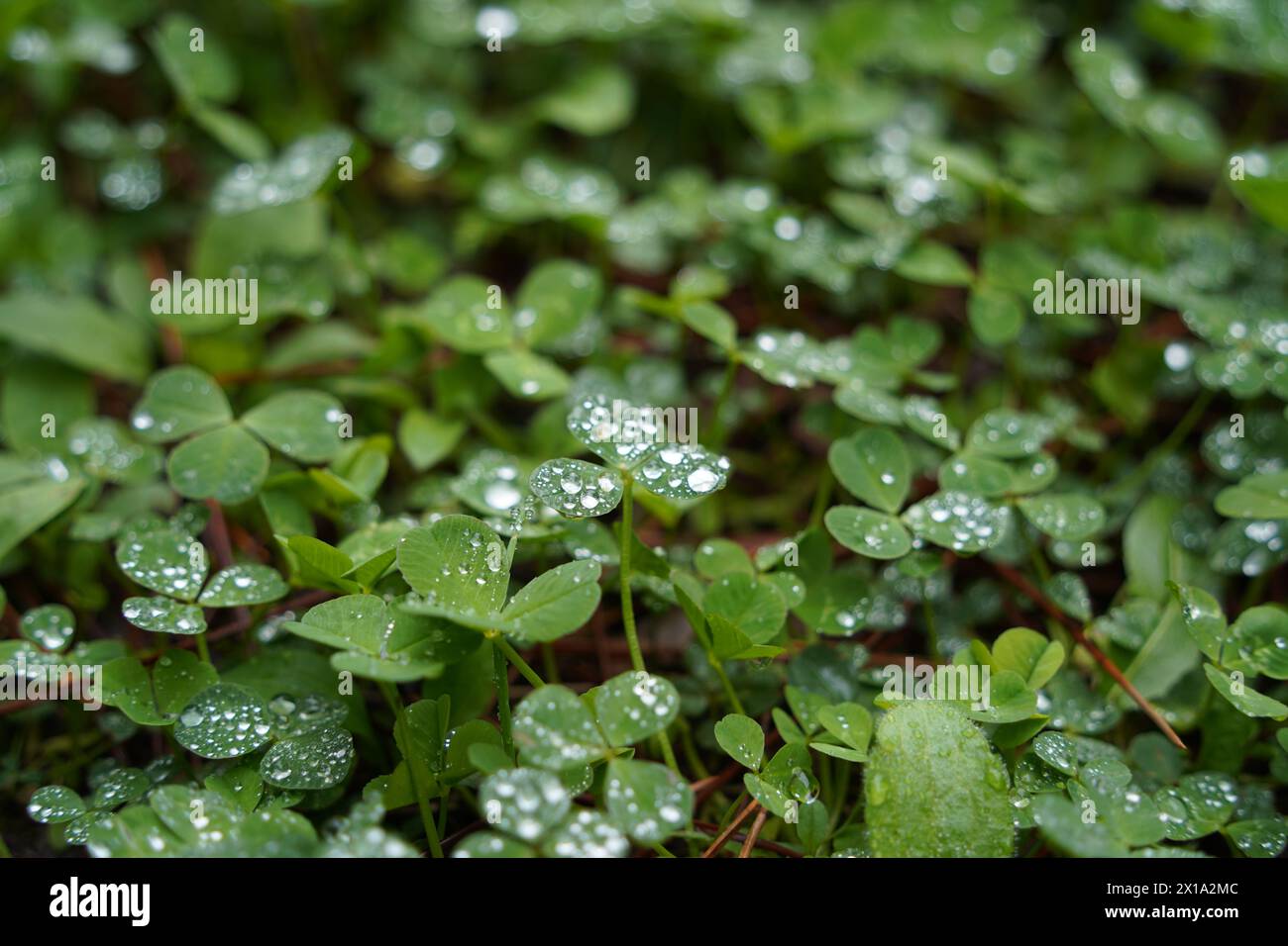 Green clover leaves with dew drops after rain in the forest Stock Photo - Alamy