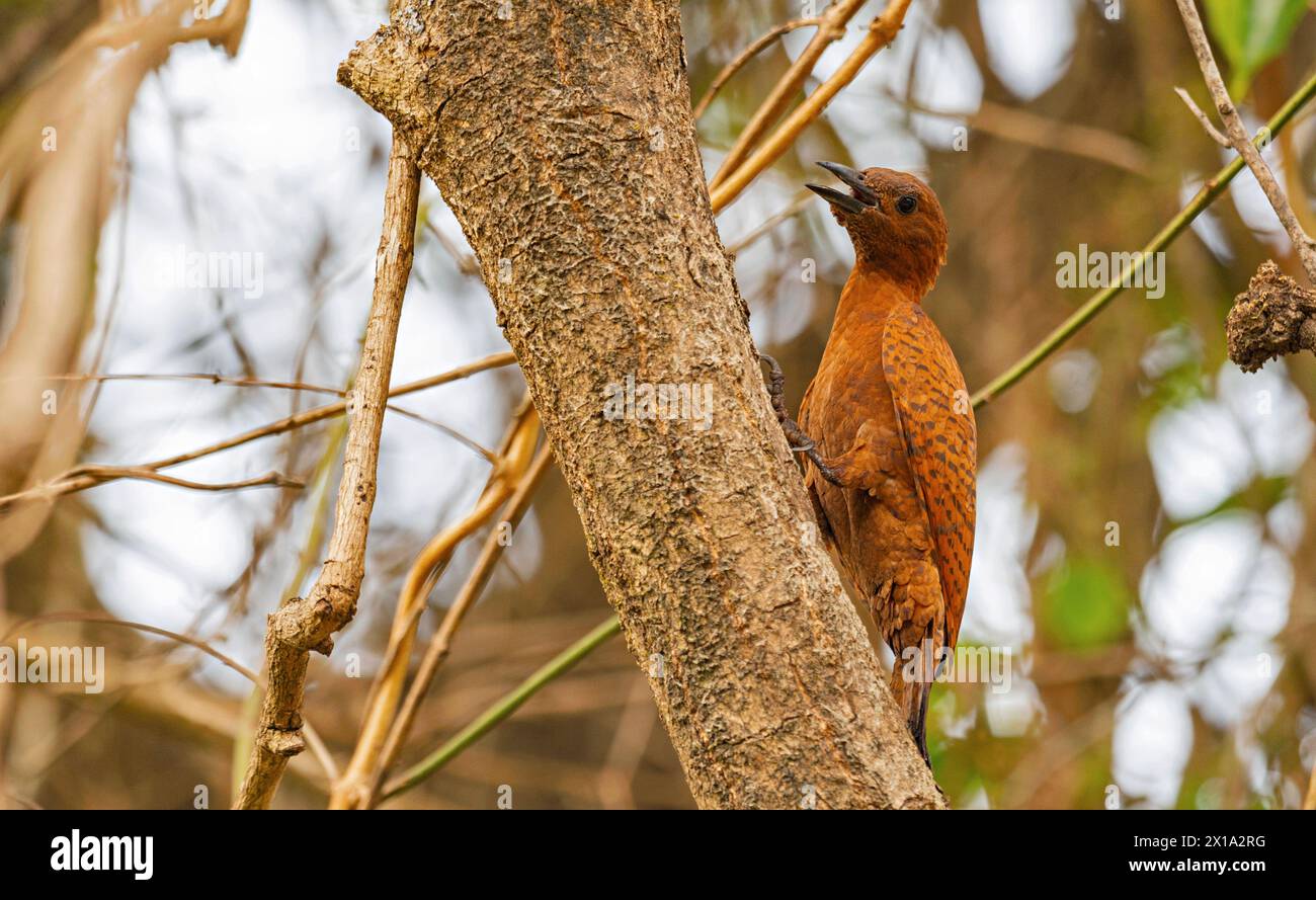 Koyna Wildlife Sanctuary, Satara, Maharashtra, India. Rufous woodpecker ...