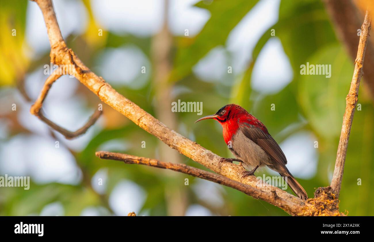 Koyna Wildlife Sanctuary, Satara, Maharashtra, India.Vigors's sunbird, Aethopyga vigorsii ...