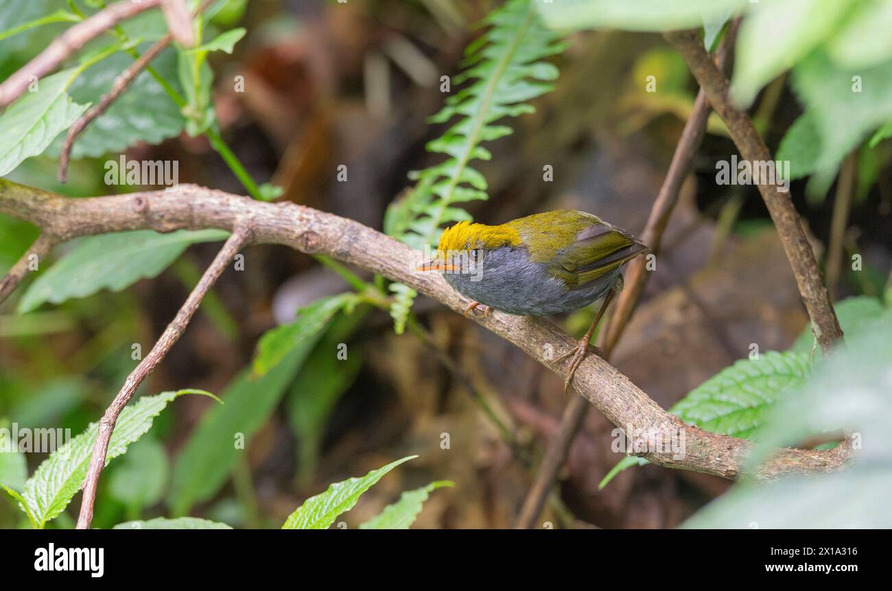 Slaty bellied tesia hi-res stock photography and images - Alamy