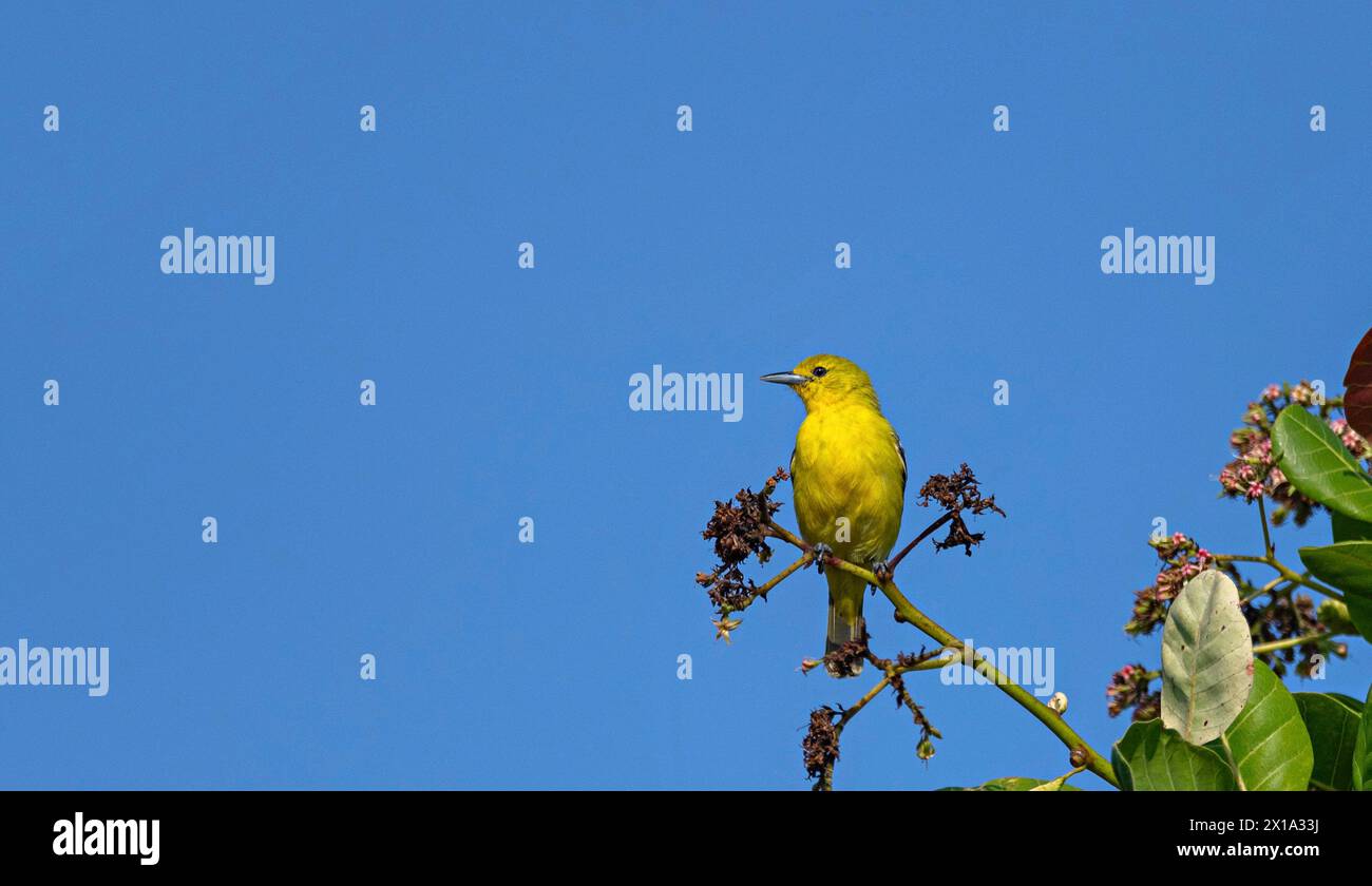 Koyna Wildlife Sanctuary, Satara, Maharashtra, India. Common Iora, Male ...