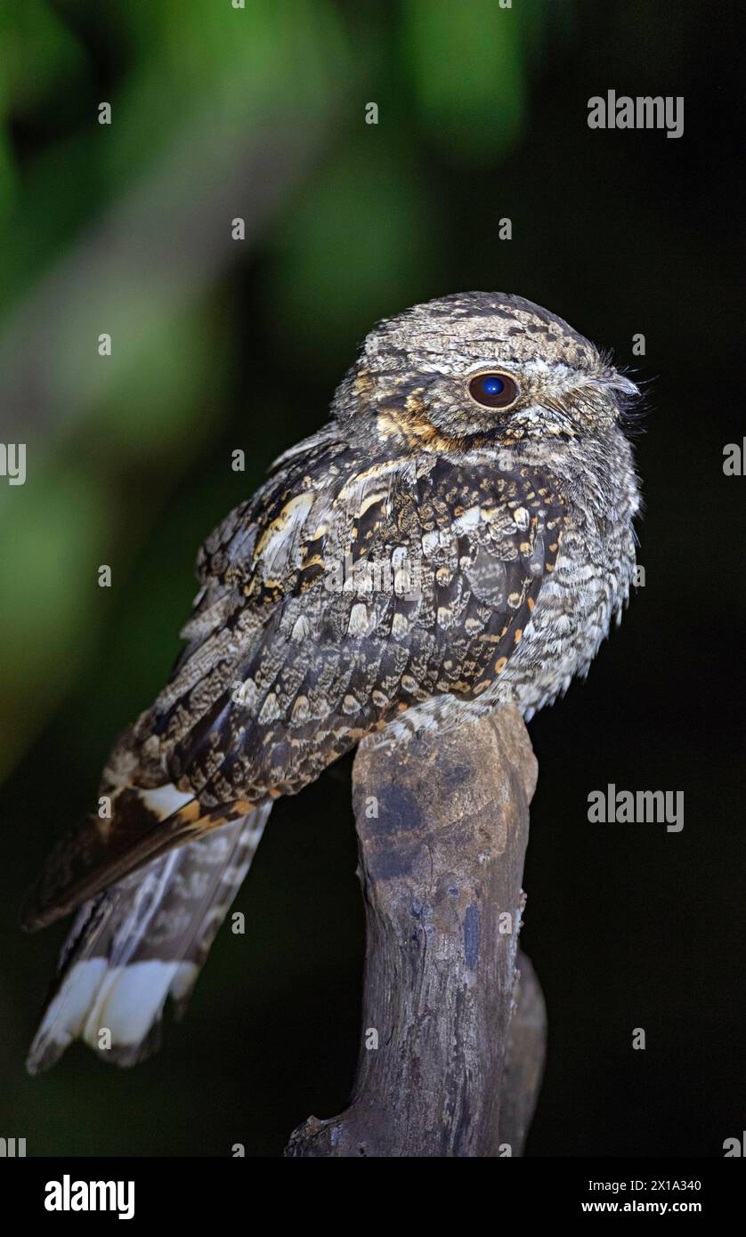 Koyna birds hi-res stock photography and images - Alamy