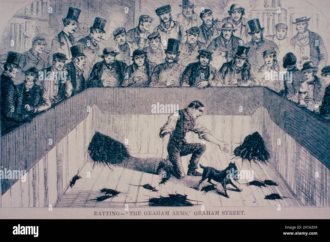Rat-hunting in London, England, 1852, illustration Stock Photo - Alamy