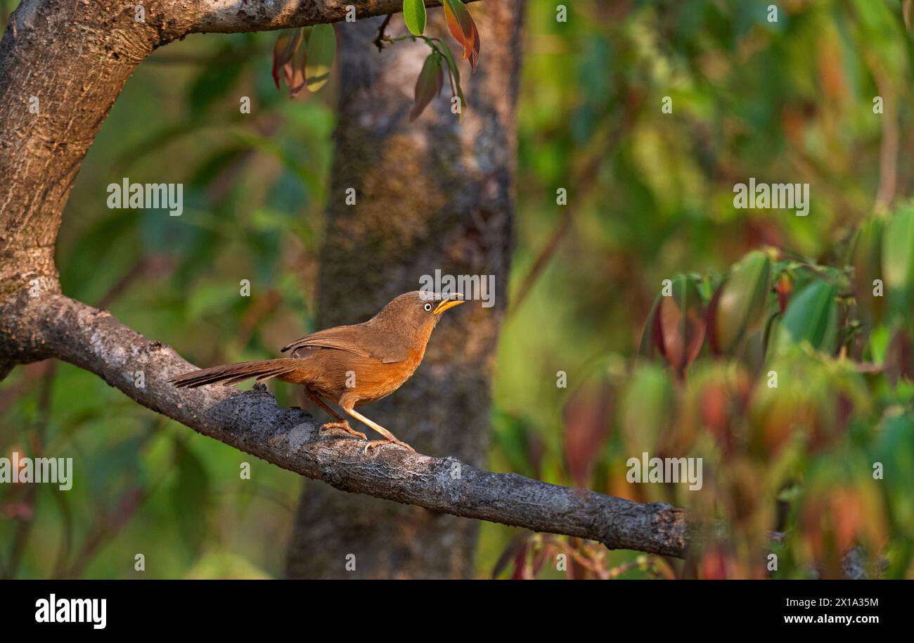 Koyna Wildlife Sanctuary, Satara, Maharashtra, India. Rufous Babbler ...