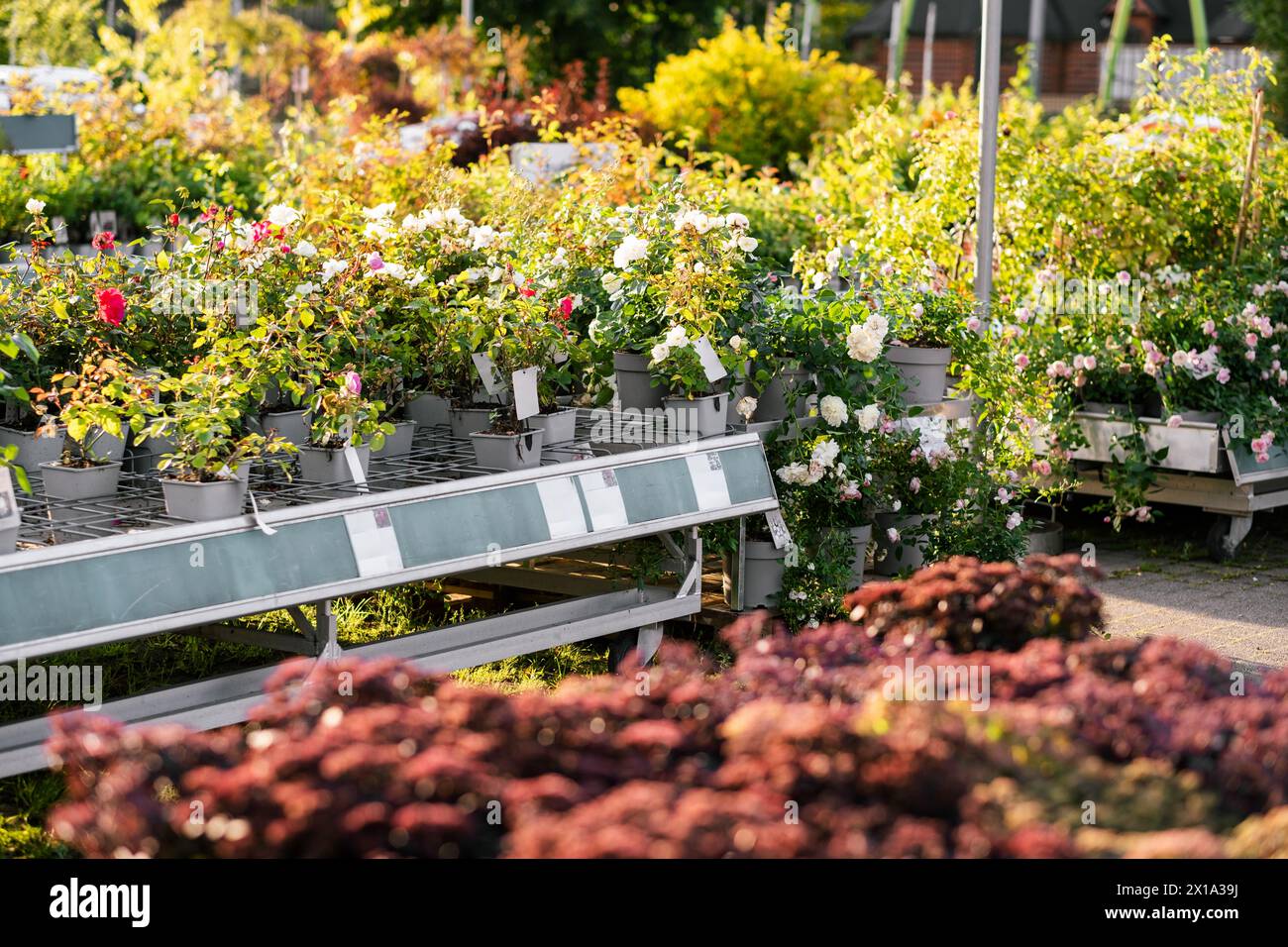 Fresh flowers potted plants hi-res stock photography and images - Alamy
