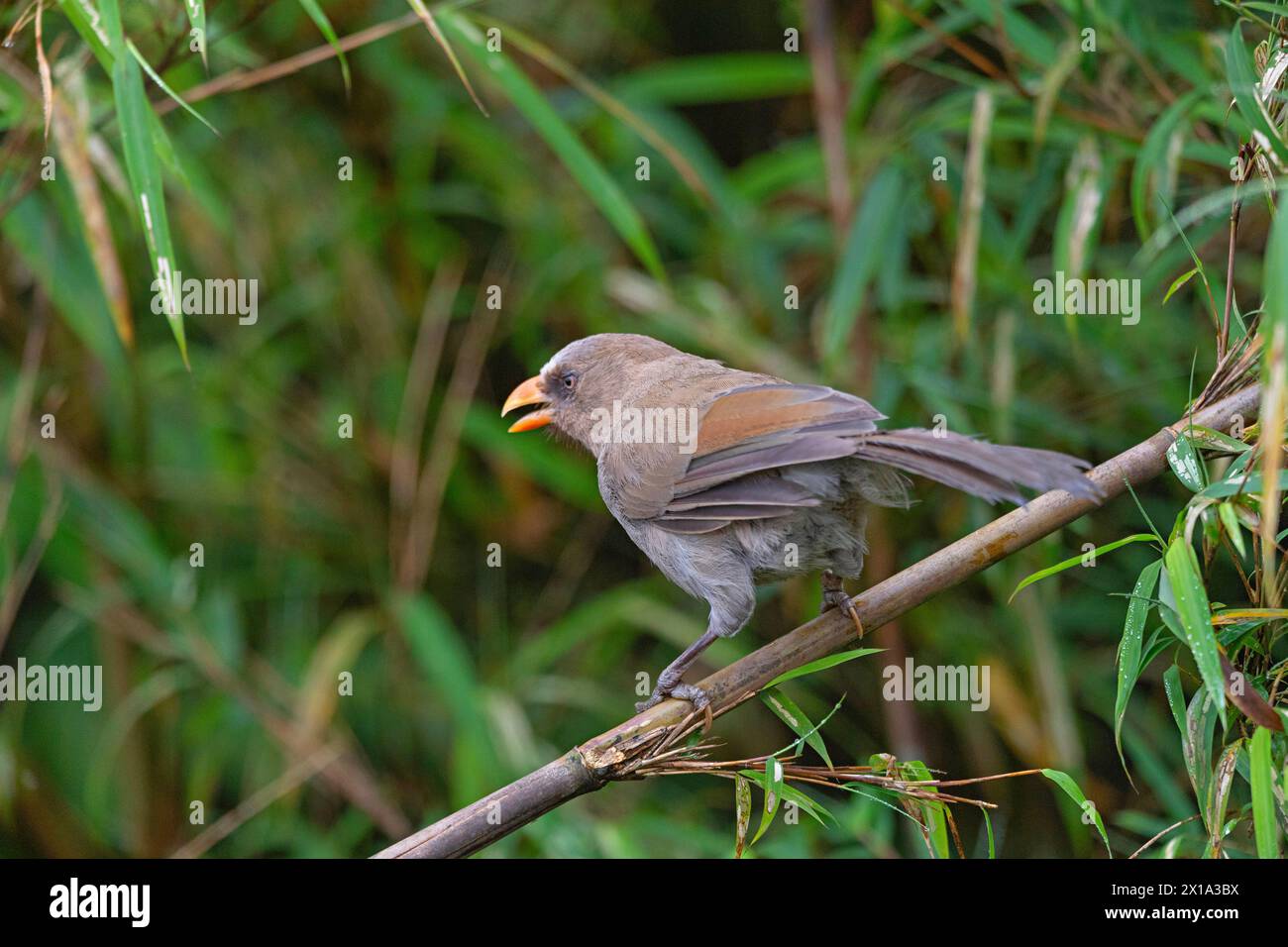 India great parrotbill hi-res stock photography and images - Alamy