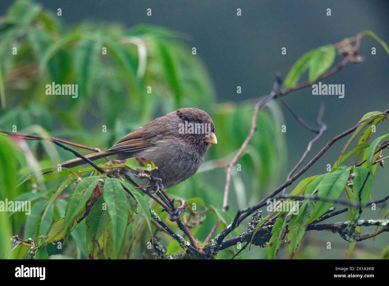 Greater rufous headed parrotbill hi-res stock photography and images ...
