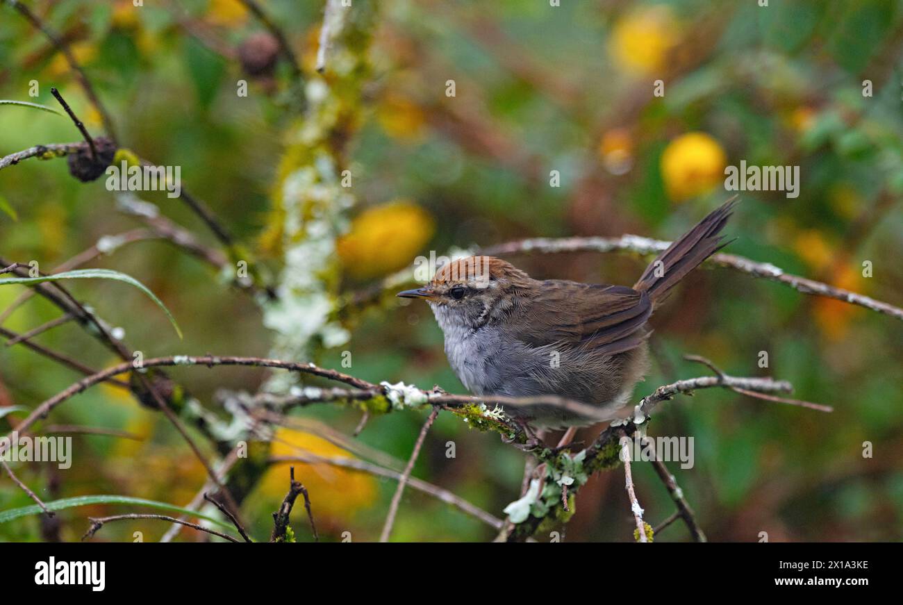 Senchal Wildlife Sanctuary, Darjeeling District, West Bengal, India ...