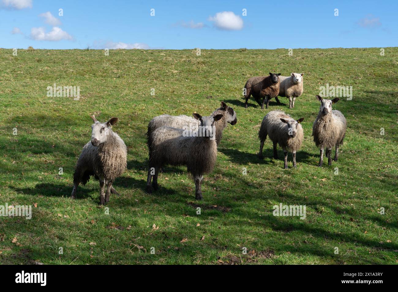 Leicester breed hi-res stock photography and images - Alamy
