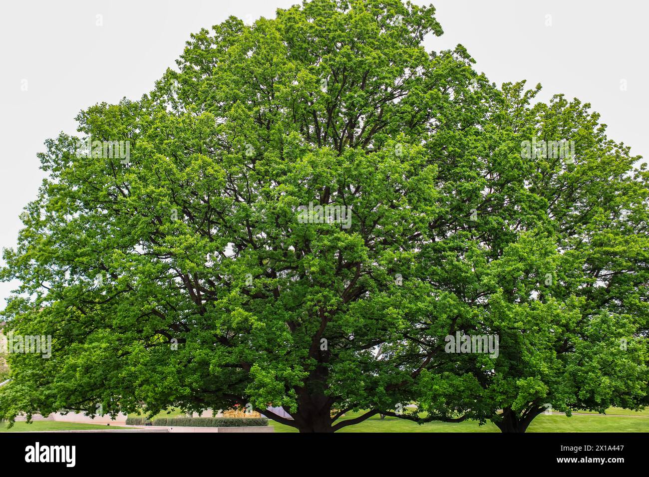 large oak tree blooming in spring season in Canberra, Australia Stock ...