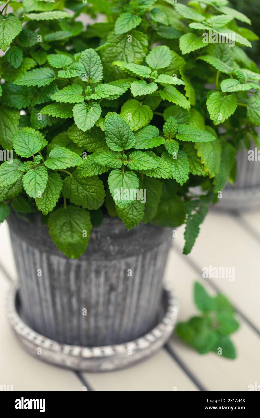 lemon balm (melissa) herb in flowerpot on balcony, urban container ...