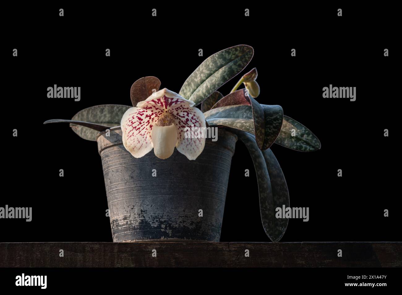 Creamy spots hi-res stock photography and images - Alamy