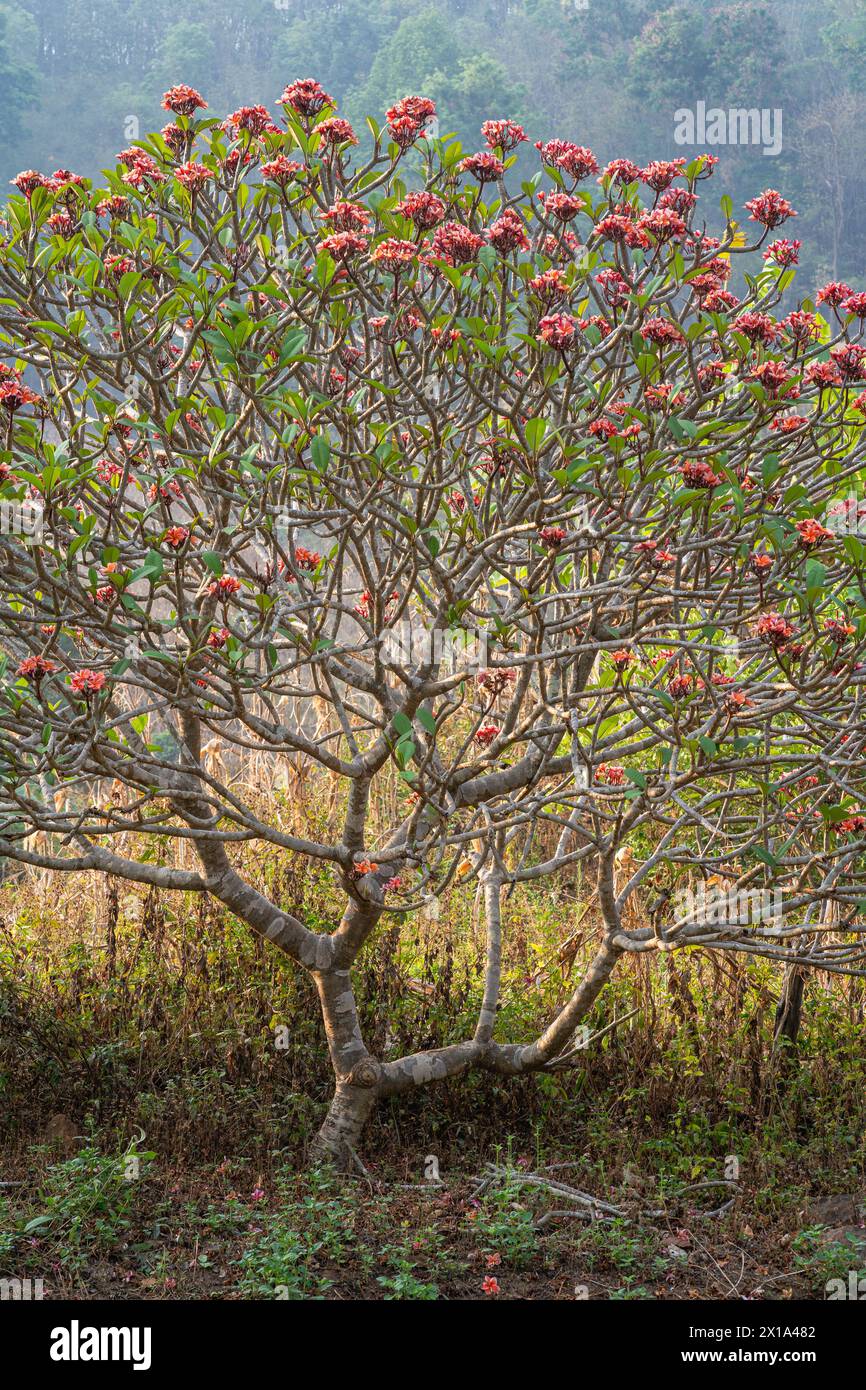 Frangipani tree hi-res stock photography and images - Alamy