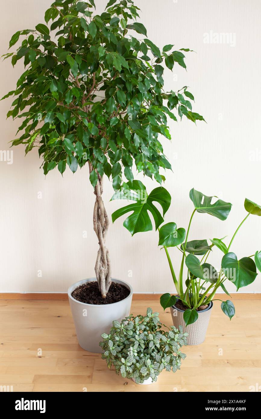 houseplants ficus benjamina, fittonia, monstera in flowerpots Stock ...