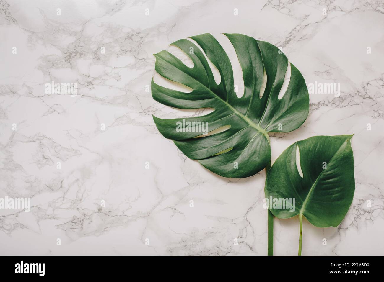 monstera leaf tropical plant on marble background Stock Photo - Alamy