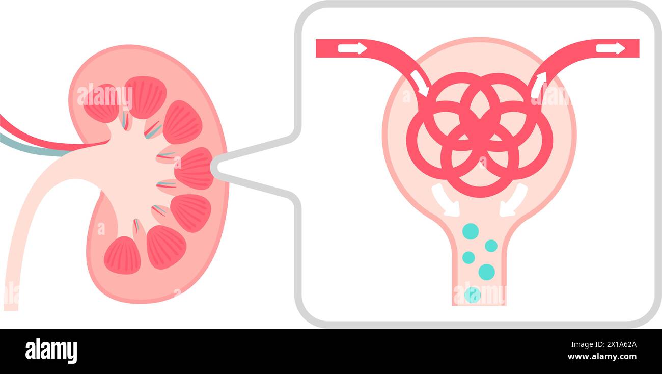 Kidney mechanism and function. Vector illustration Stock Vector Image ...