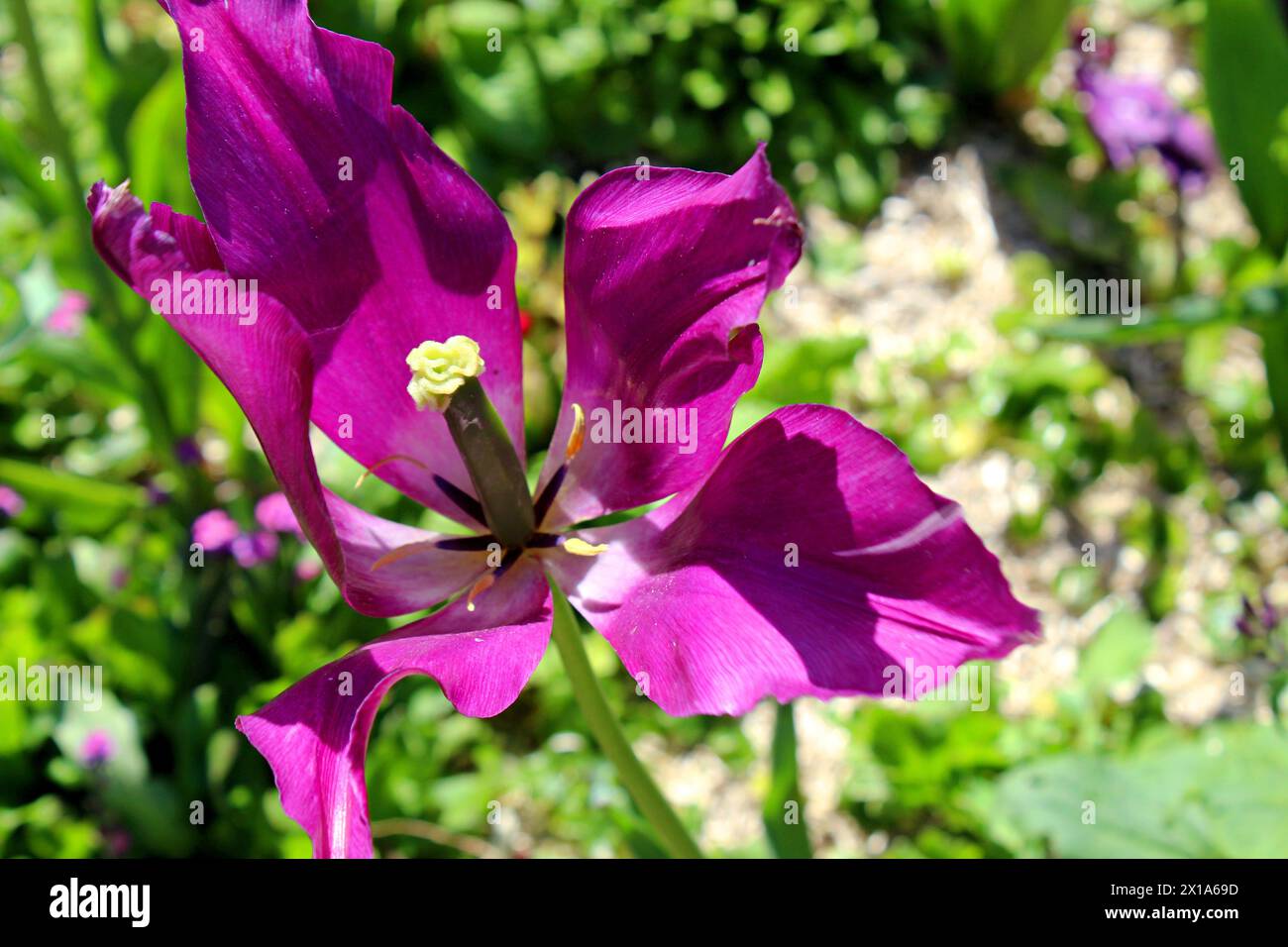 Jolie fleur violette Stock Photo - Alamy