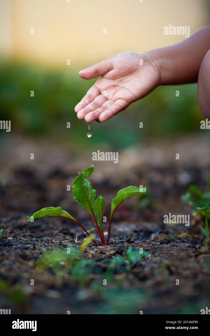 Hand, soil and leaves for growth with ecology, person with water drops ...