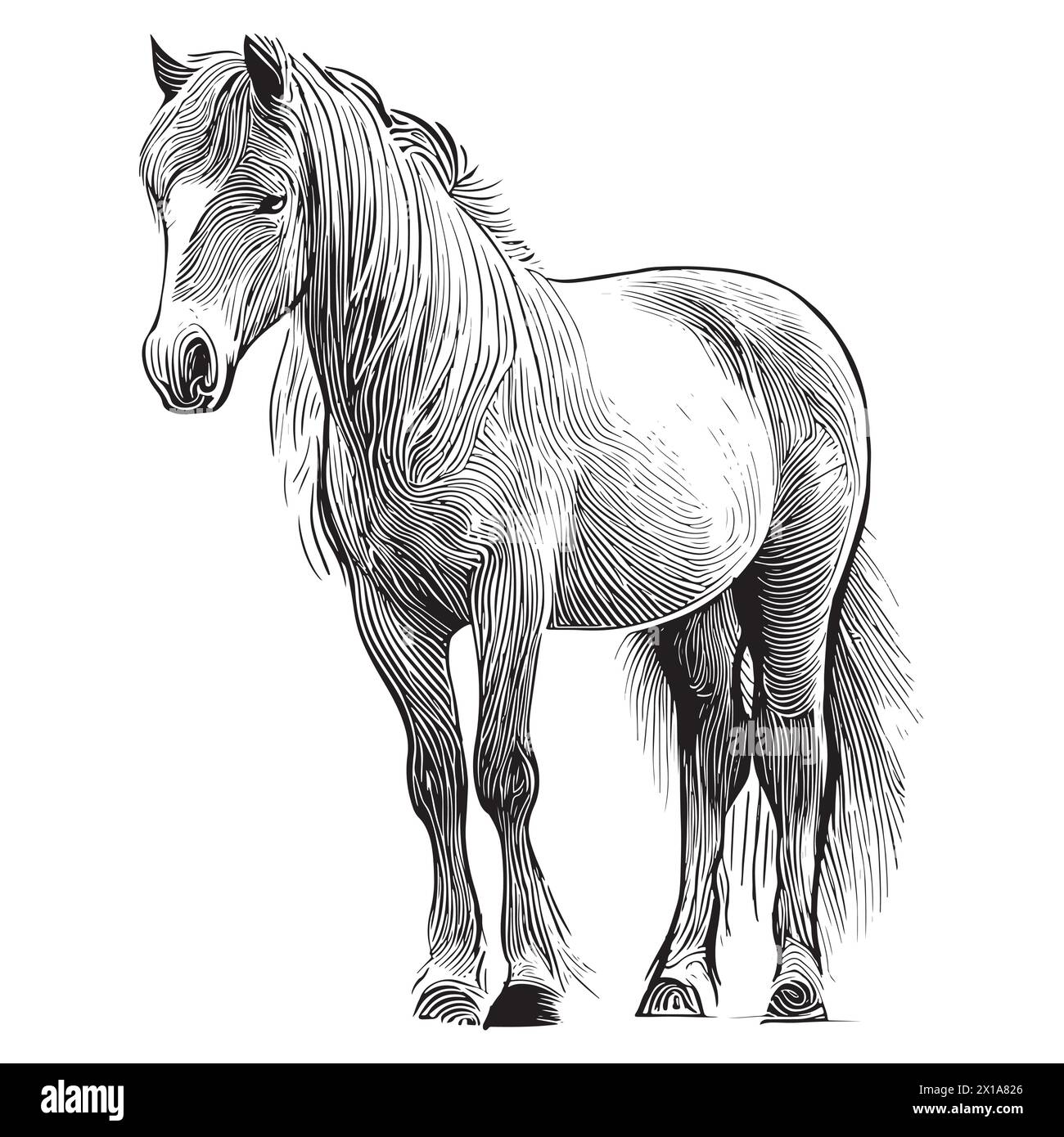 Male Horse Sketch in Black and White Stock Vector Image & Art - Alamy