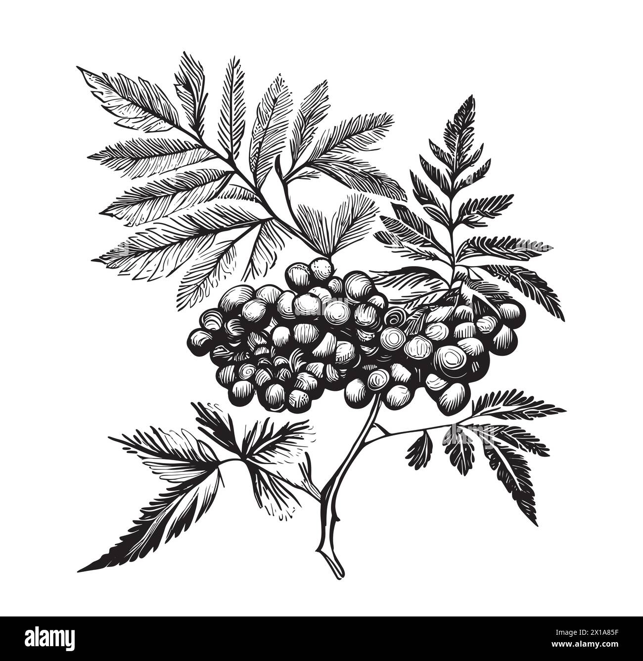 Leaf Black And White Clipart Outline