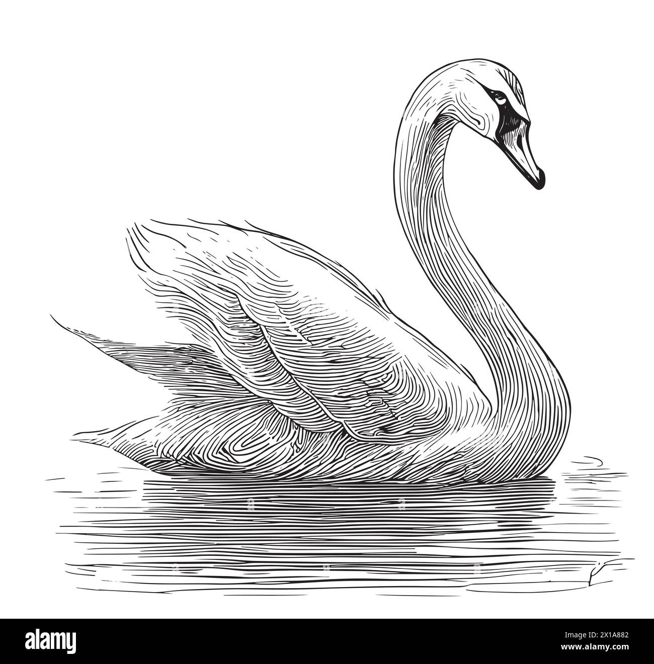 Flying swan sketch Black and White Stock Photos & Images - Alamy
