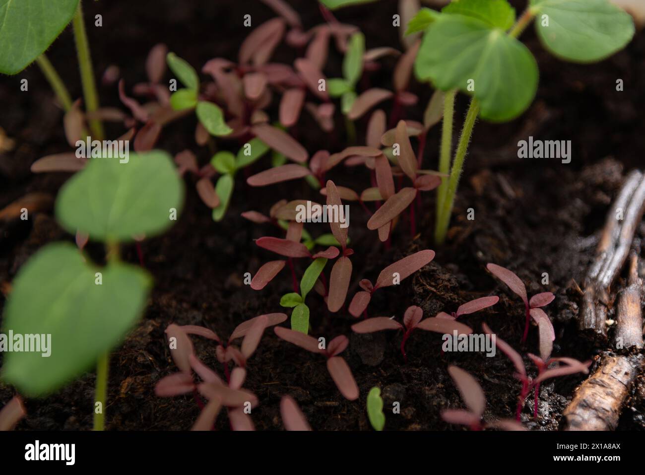 Garden plants leaf leaves beautiful hi-res stock photography and images ...