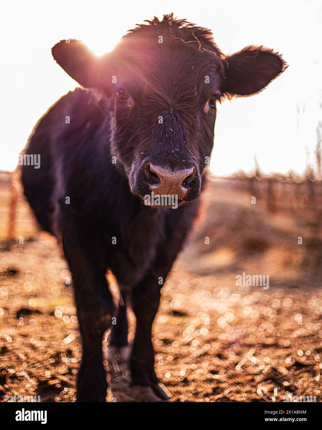 A day in the life of a cow on the farm Stock Photo - Alamy