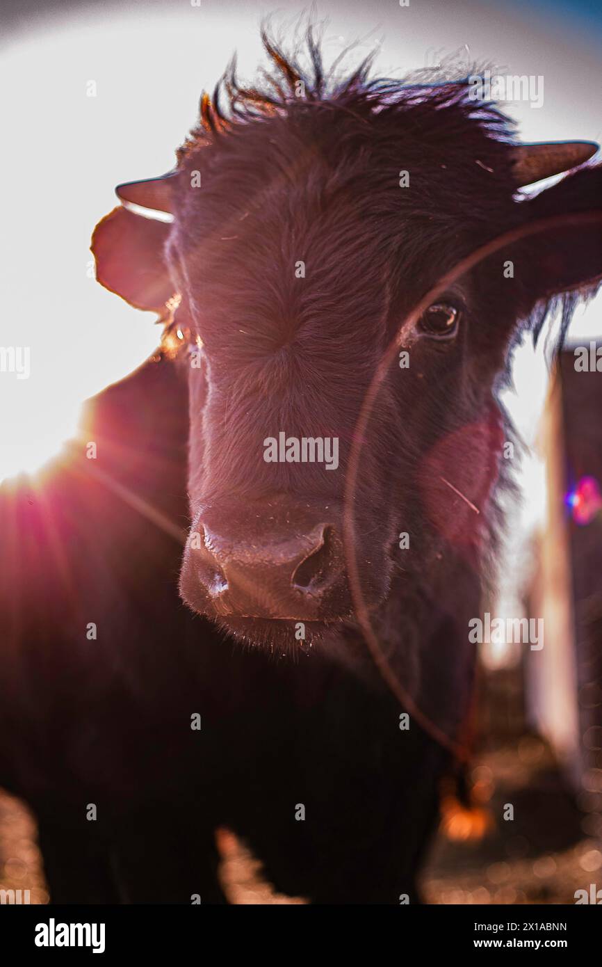 Life of a cow hi-res stock photography and images - Alamy