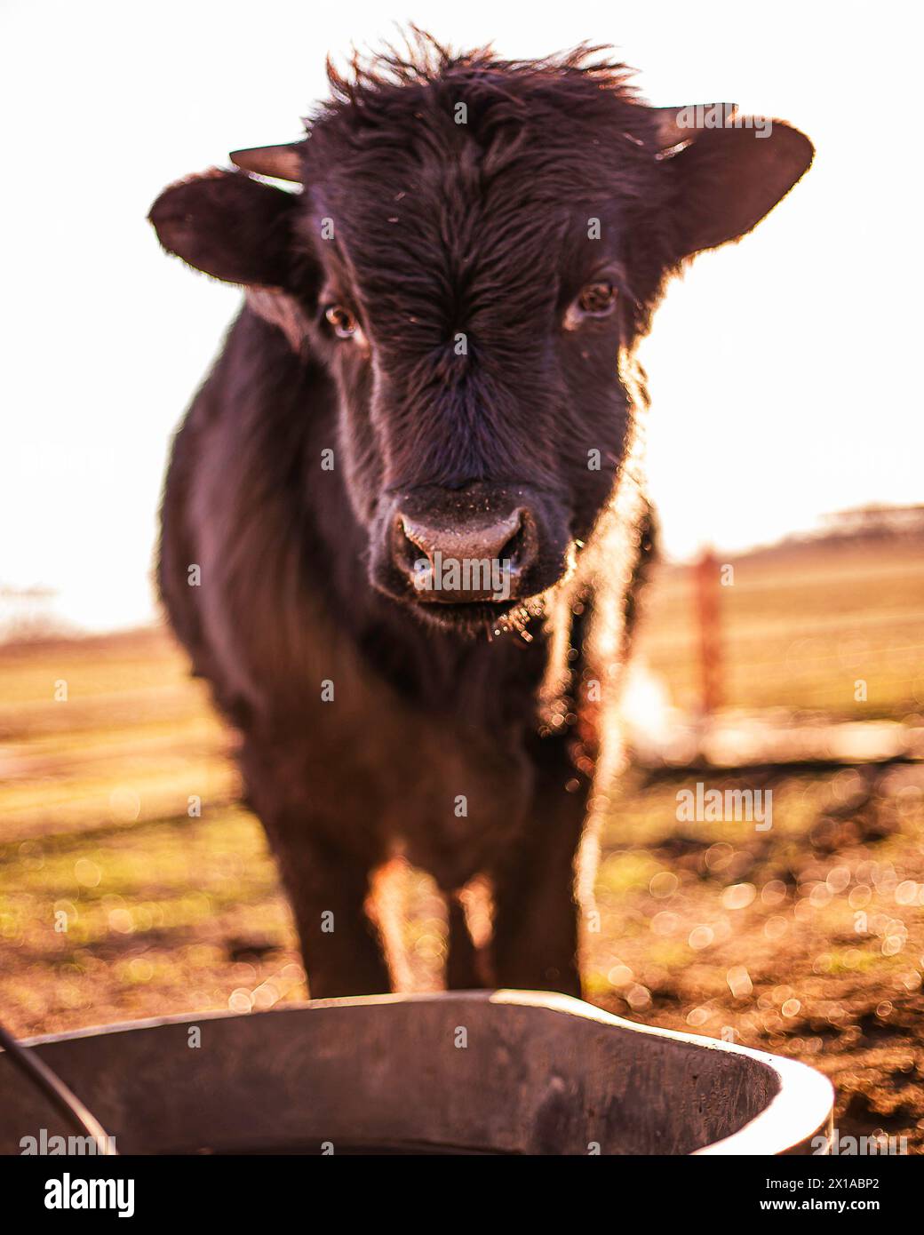 A day in the life of a cow on the farm Stock Photo - Alamy