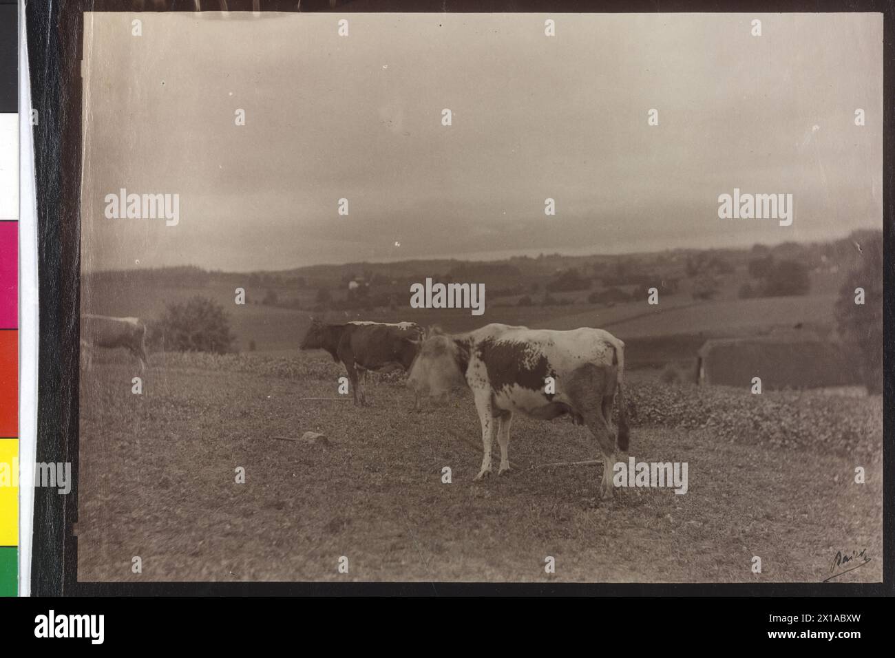 Cattle - catfish pinto, photograph by Baier, autographed on the reverse ...
