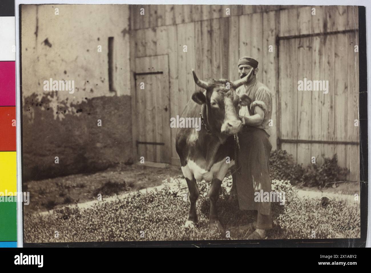 Cow - Pinzgau cow, photograph by Baier, autographed on the reverse ...