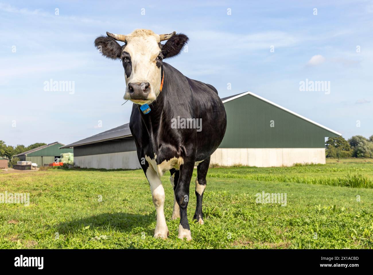 Cow and barn, black and white standing in front, old-fashioned ...