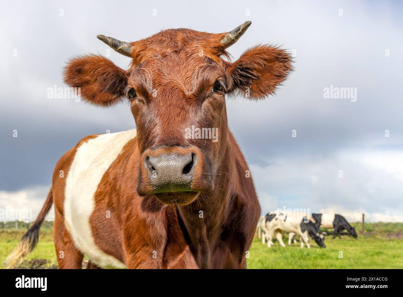 Breed Dutch Belted cow, Lakenvelder cattle, with horns, red and white ...