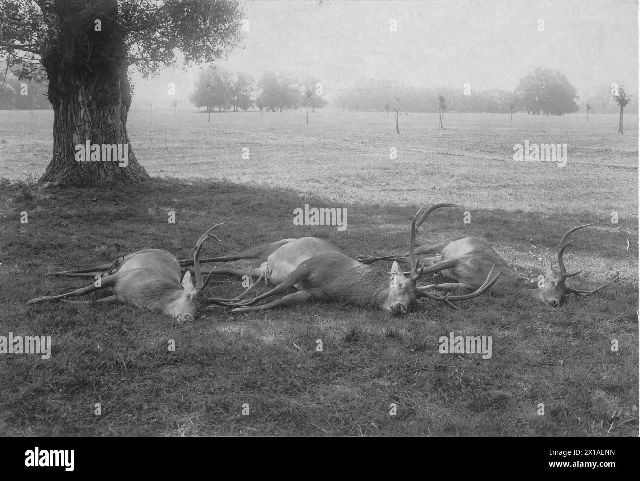 Western red deer Black and White Stock Photos & Images - Alamy