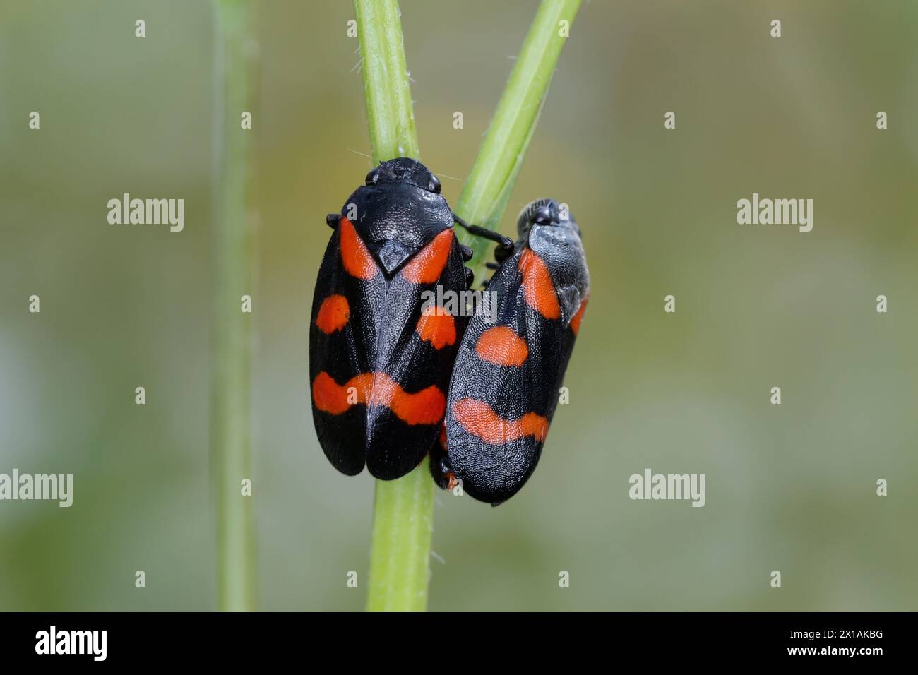 Binden-Blutzikade, Bindenblutzikade, Blutzikade, Blutzikaden, Paar ...