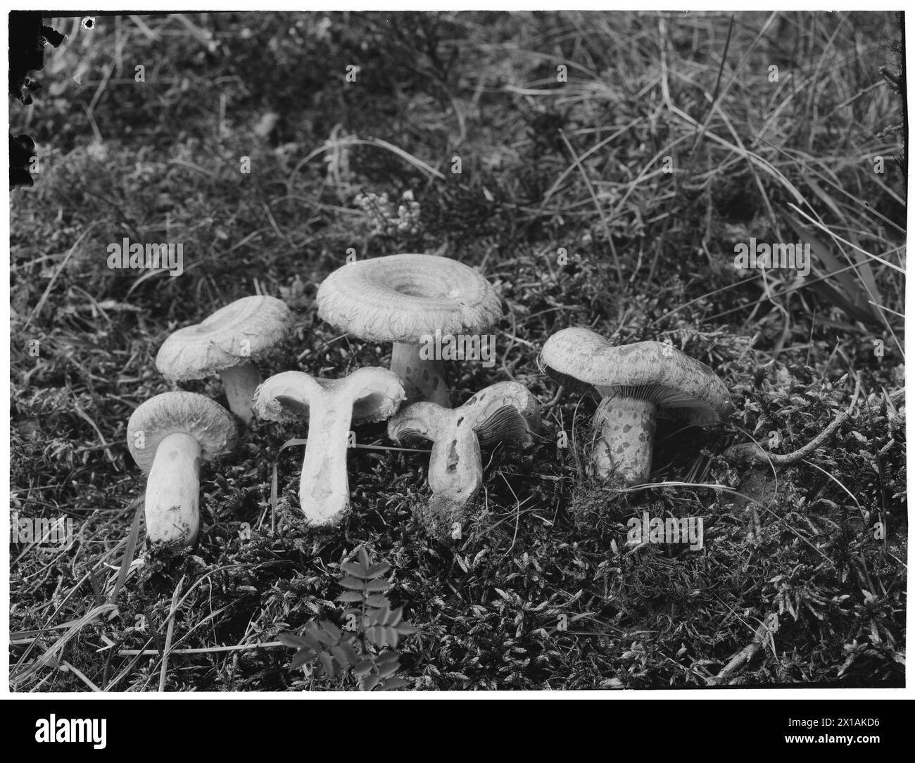 Woolly milk- cap (Lactarius torminosus) in the forest, 1920 - 19200101 ...