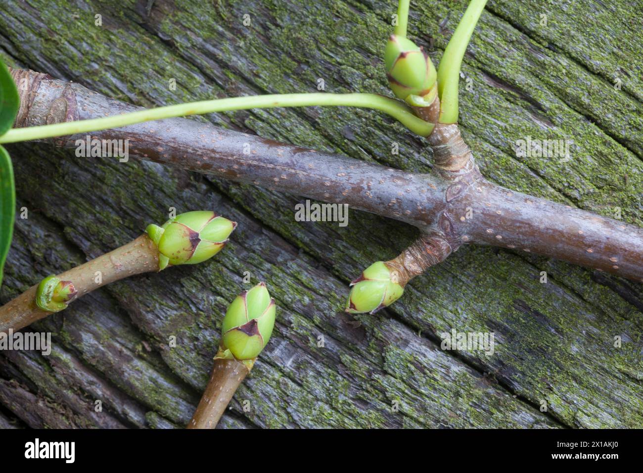 Bergahorn knospe hi-res stock photography and images - Alamy